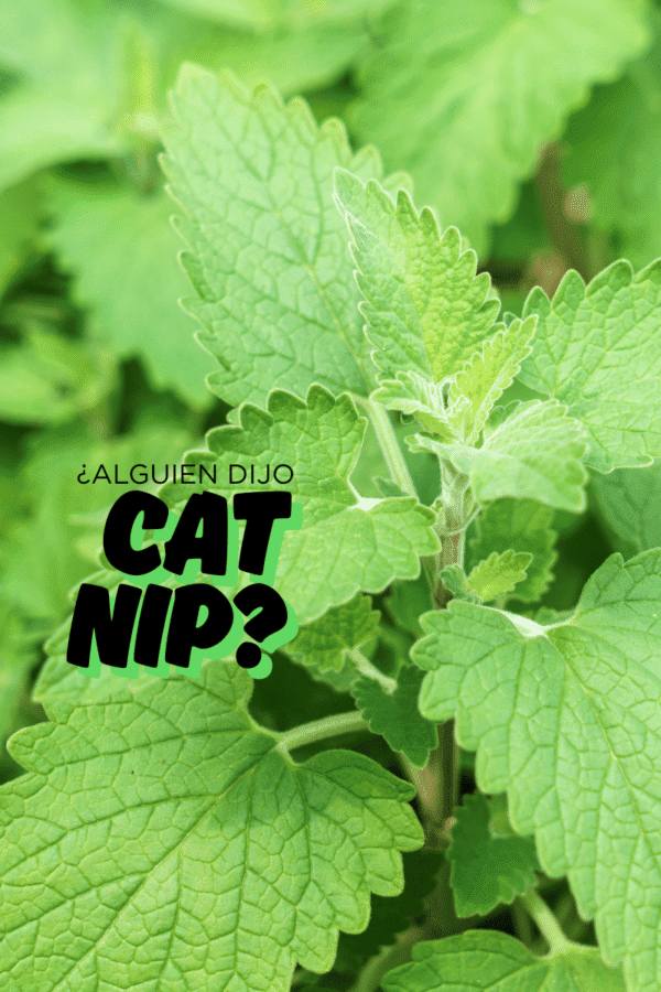 Catnip, la planta que fascina a los gatos - bestfriendsmx.com