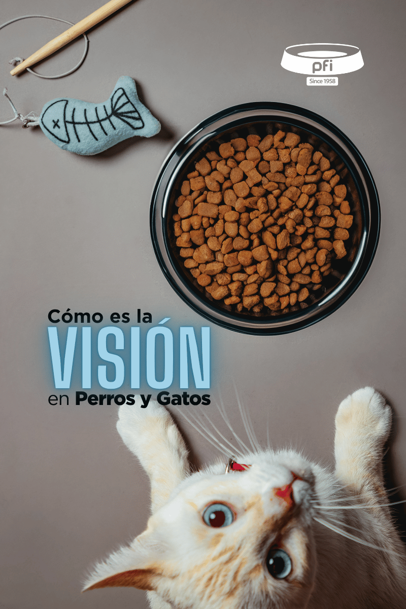 Esto es lo que tus perros y gatos realmente ven - bestfriendsmx.com