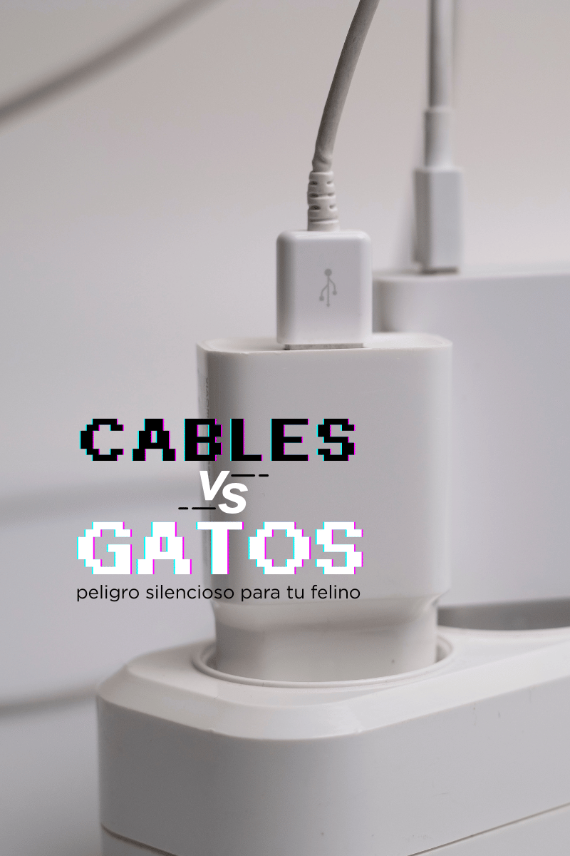 Cables y gatos: un peligro silencioso para tu pequeño cazador ...