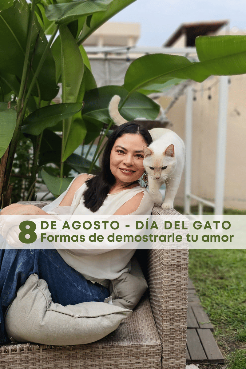 8 formas de demostrar amor a tu gato - bestfriendsmx.com